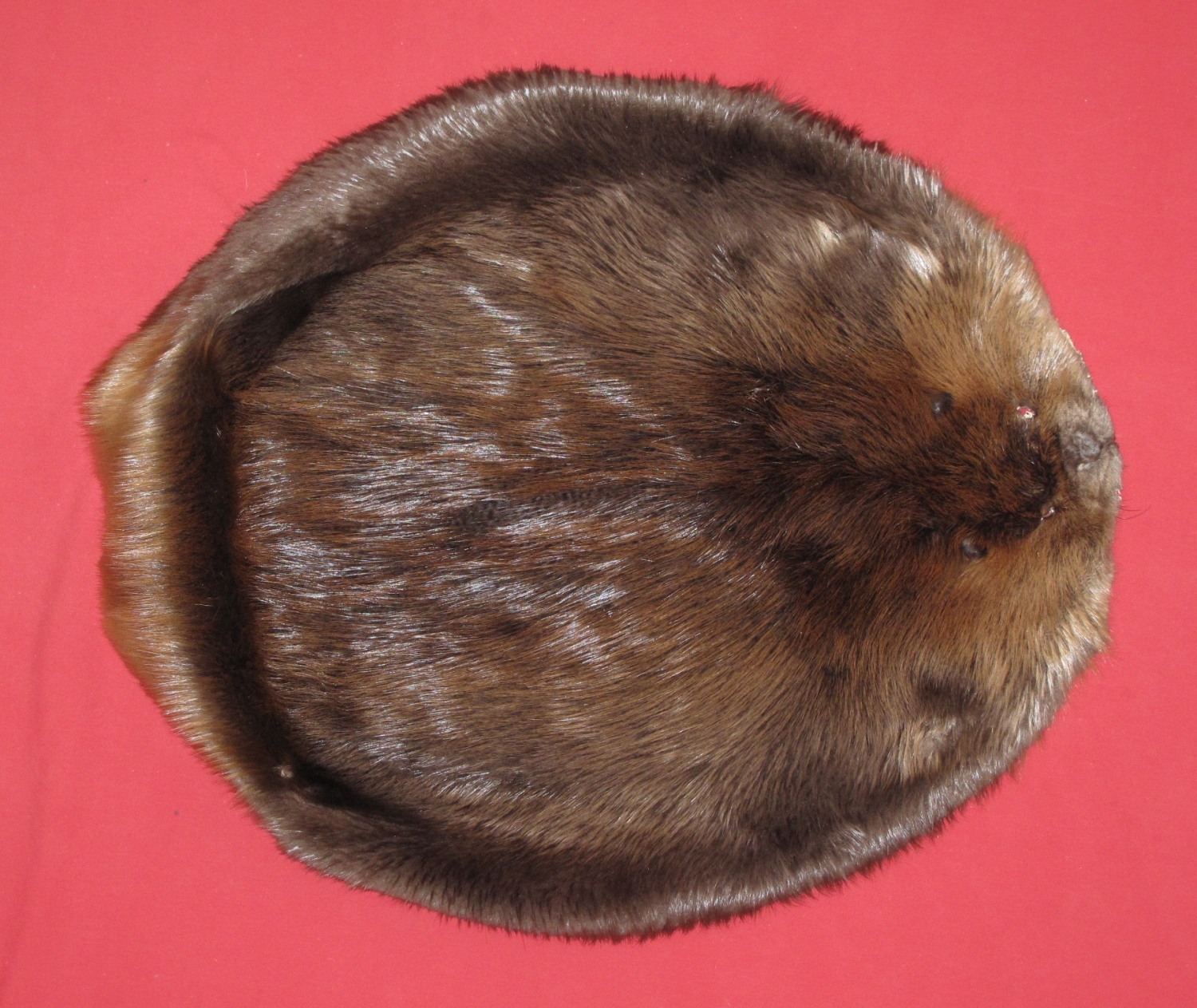 Tanned Furs : BEAVER - ROUND (6162-2630) : hideandfur.com