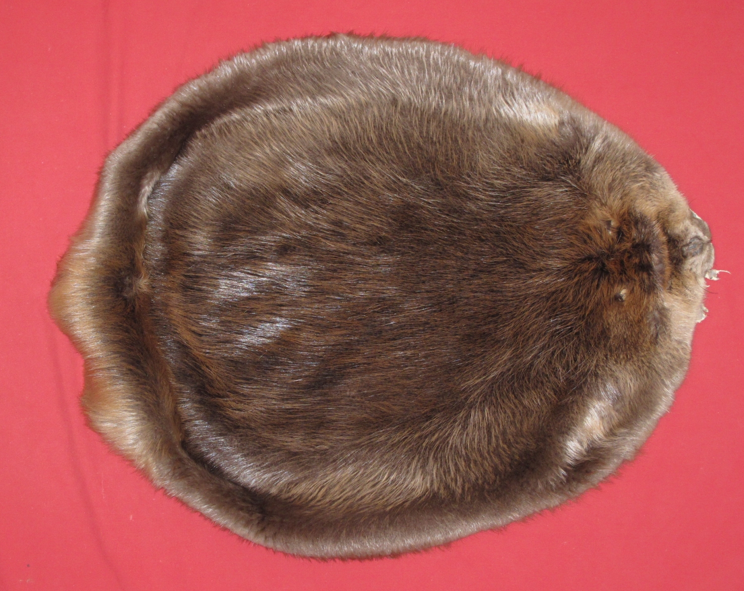 Tanned Furs : BEAVER - ROUND (6162-2652) : hideandfur.com