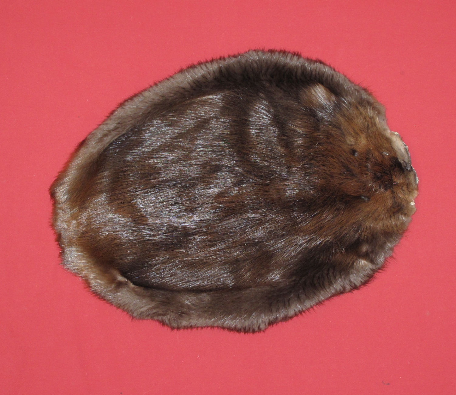 Tanned Furs : BEAVER - ROUND (6162-2658) : hideandfur.com