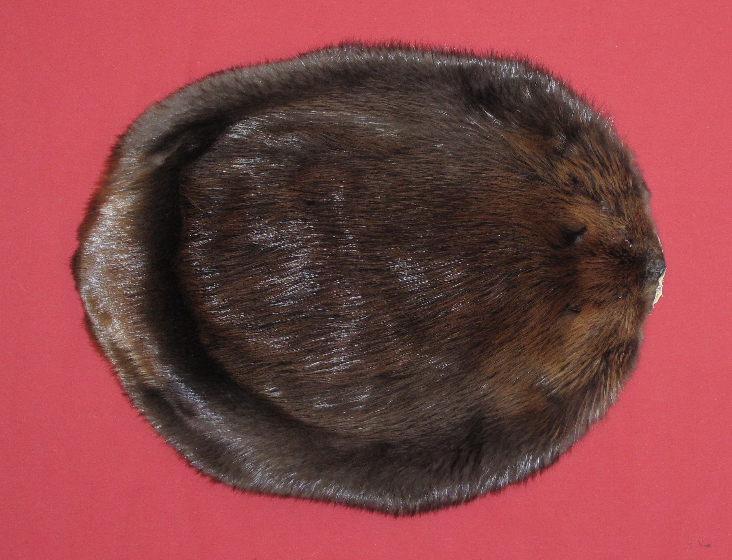 Tanned Furs : BEAVER - ROUND (6162-2659) : hideandfur.com