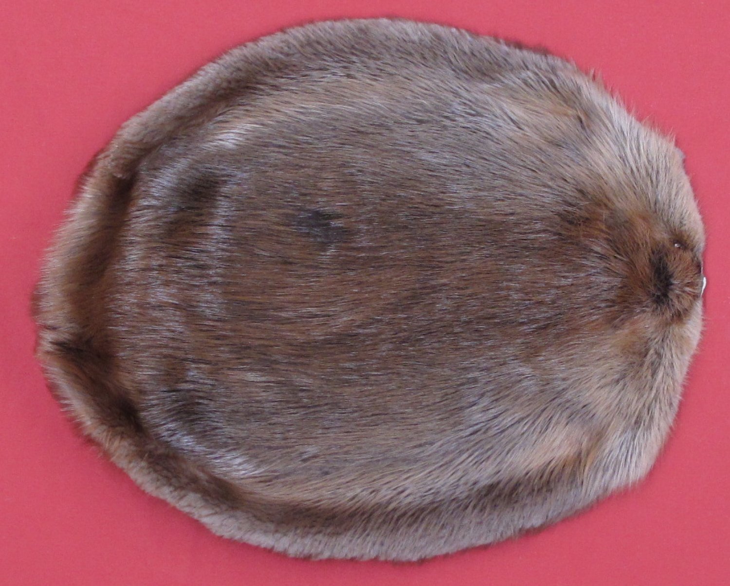 Tanned Furs : BEAVER - ROUND (6162-2742) : hideandfur.com