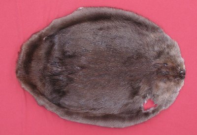 Tanned Round Beaver Hides, Furs, Pelts, Skins for sale by www ...