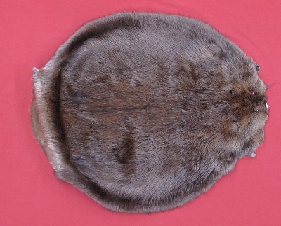 Tanned Round Beaver Hides, Furs, Pelts, Skins for sale by www ...