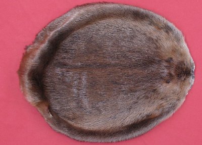 Tanned Round Beaver Hides, Furs, Pelts, Skins for sale by www ...