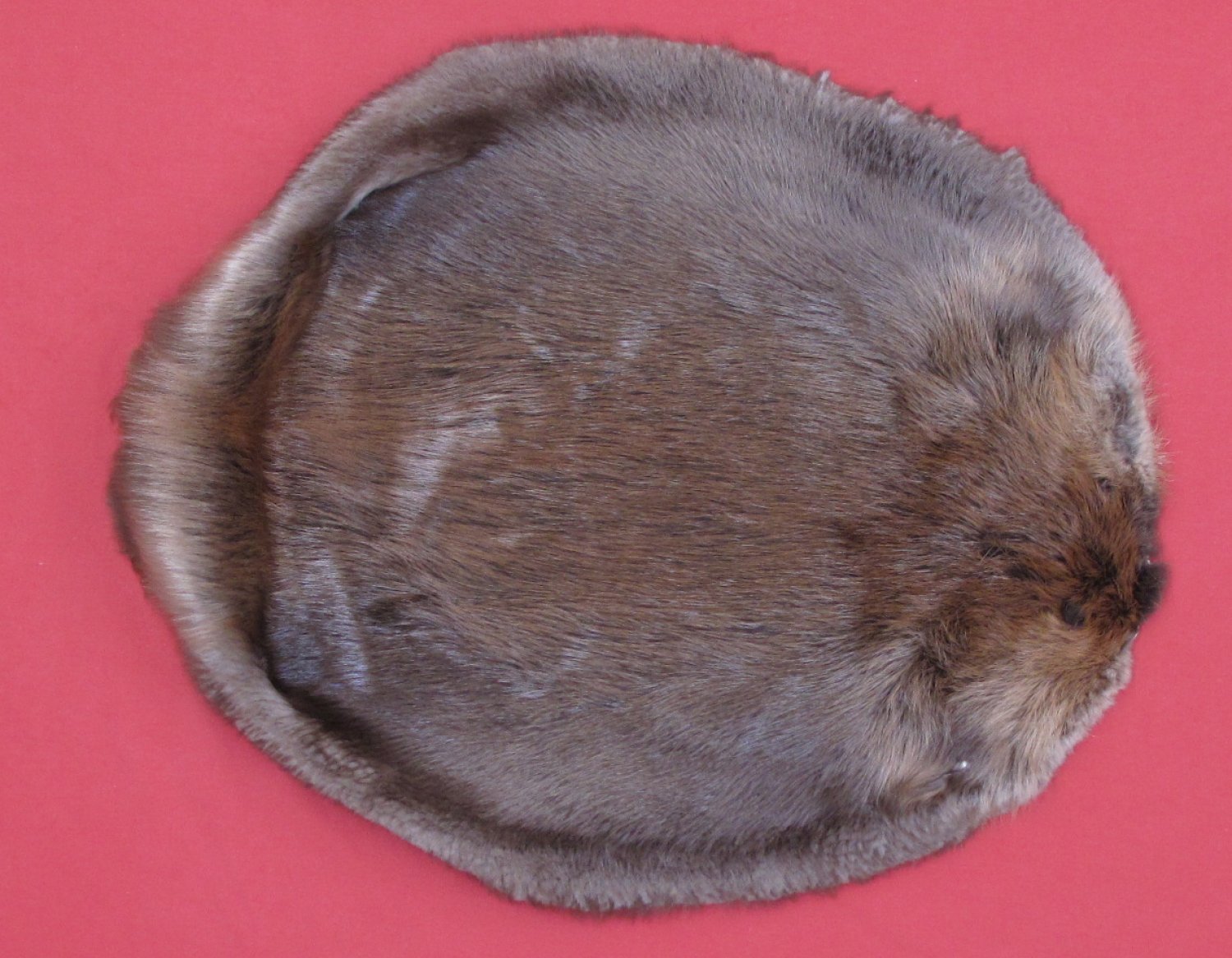 Tanned Furs : BEAVER - ROUND (6162-2839) : hideandfur.com
