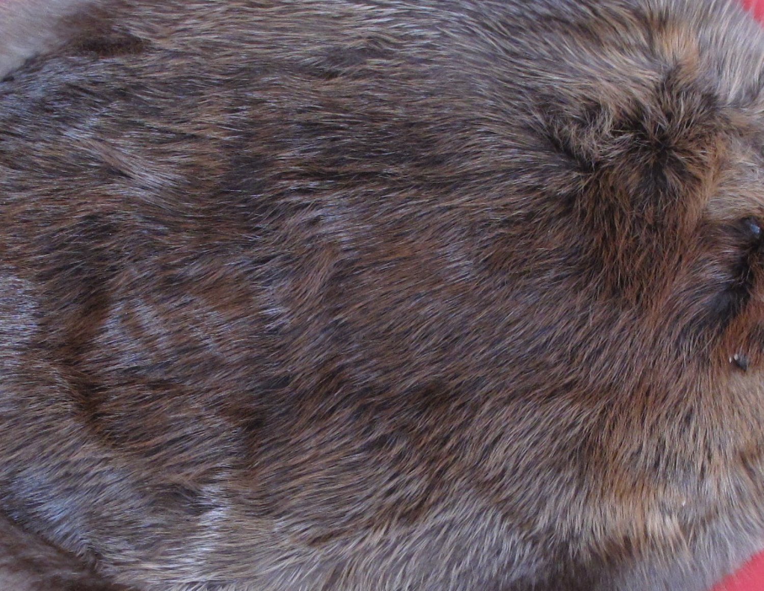 Tanned Furs : BEAVER - ROUND (6162-2856) : hideandfur.com