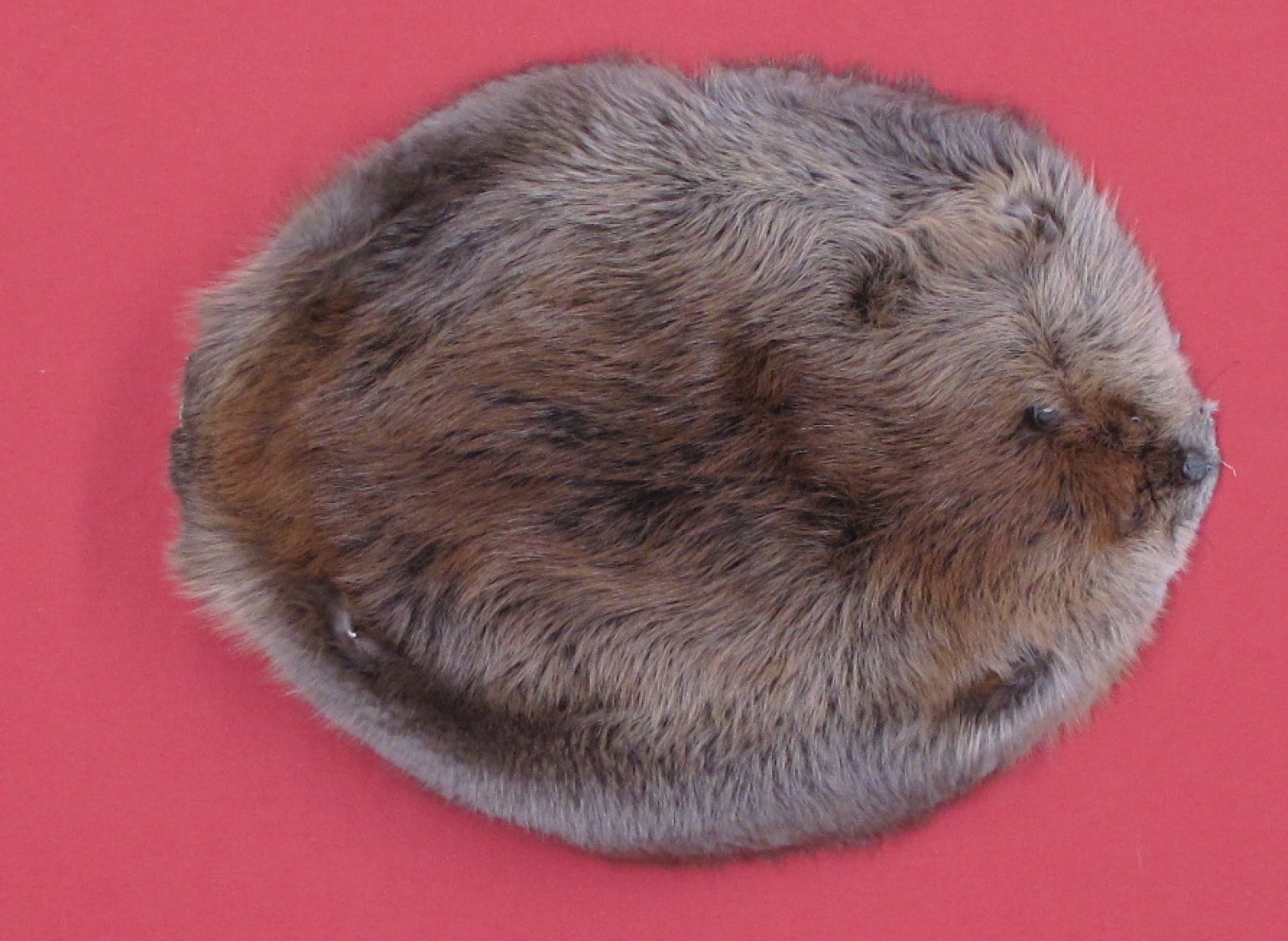 Tanned Furs : BEAVER - ROUND (6162-2863) : hideandfur.com