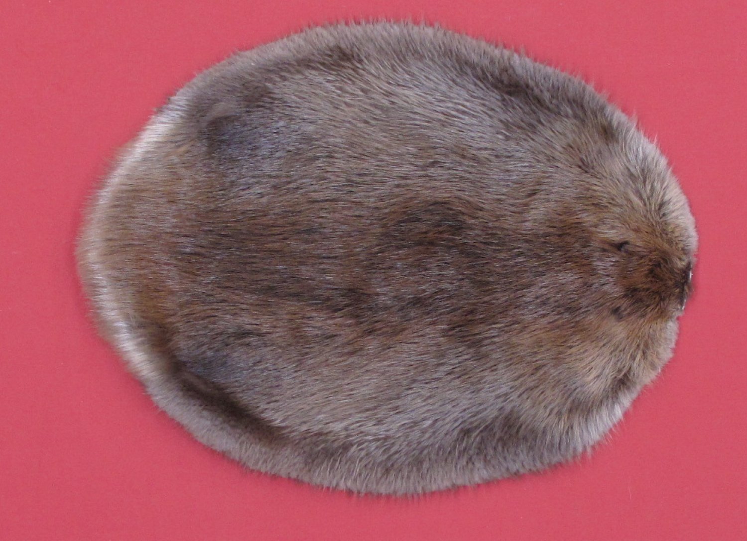 Tanned Furs : BEAVER - ROUND (6162-2866) : hideandfur.com