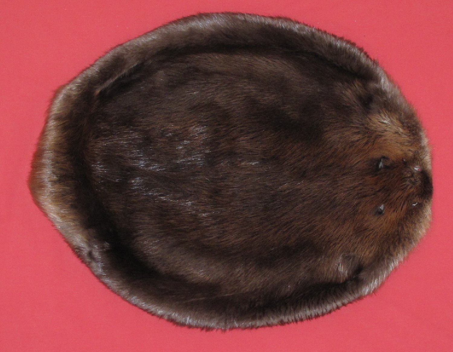 Tanned Furs : BEAVER - ROUND (6162-2911) : hideandfur.com