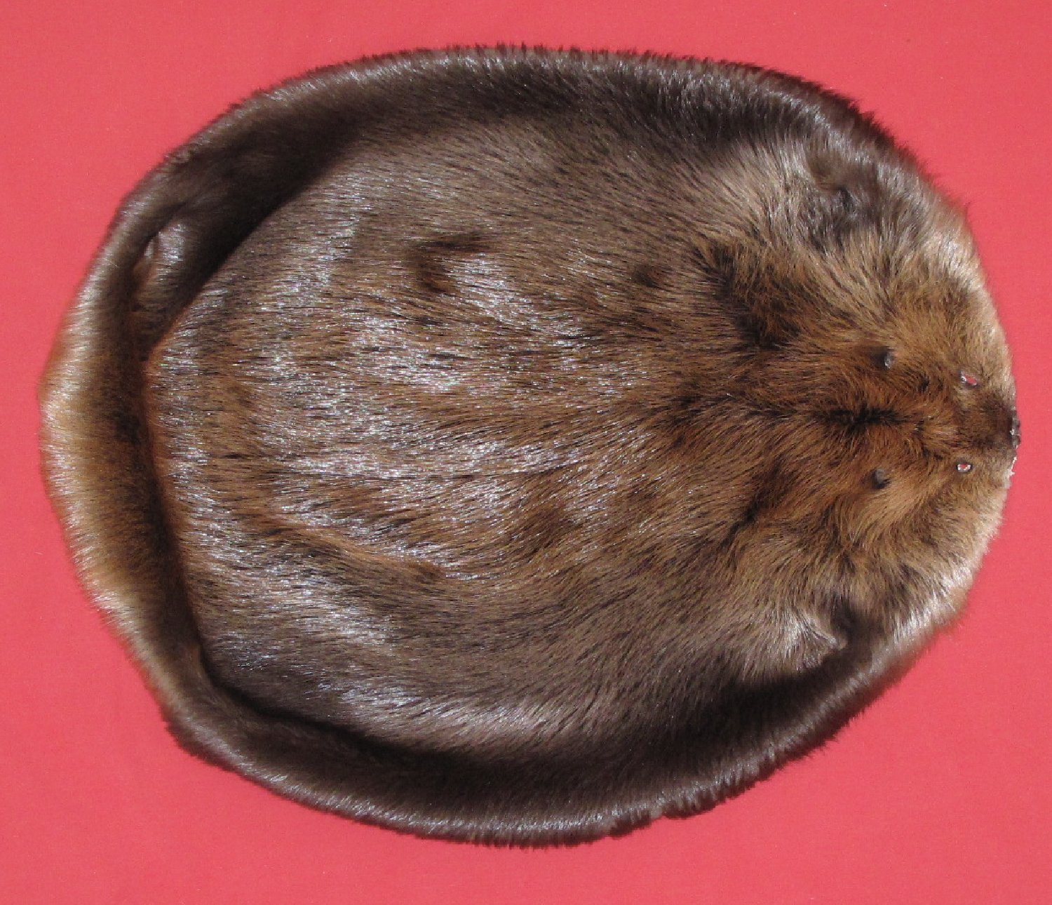 Tanned Furs : BEAVER - ROUND (6162-2914) : hideandfur.com