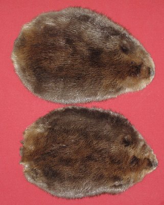 Tanned Round Beaver Hides, Furs, Pelts, Skins for sale by www ...