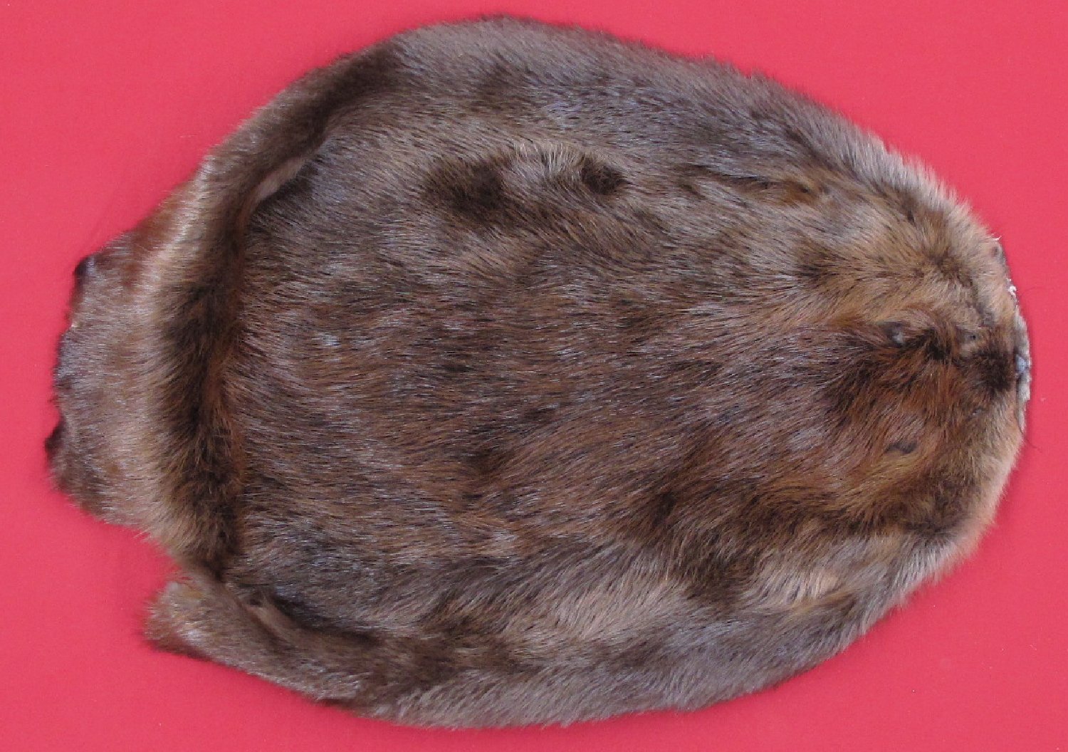 Tanned Furs : BEAVER - ROUND (6162-2993) : hideandfur.com
