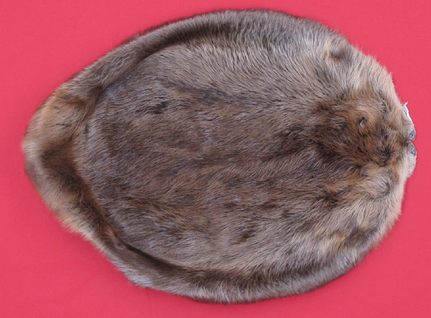 Tanned Furs : BEAVER - ROUND (6162-3001) : hideandfur.com