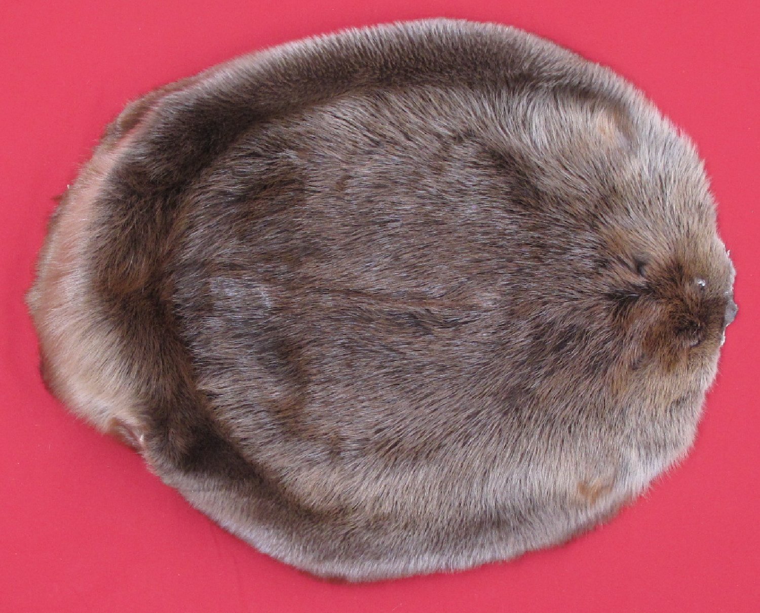 Tanned Furs : BEAVER - ROUND (6162-3002) : hideandfur.com