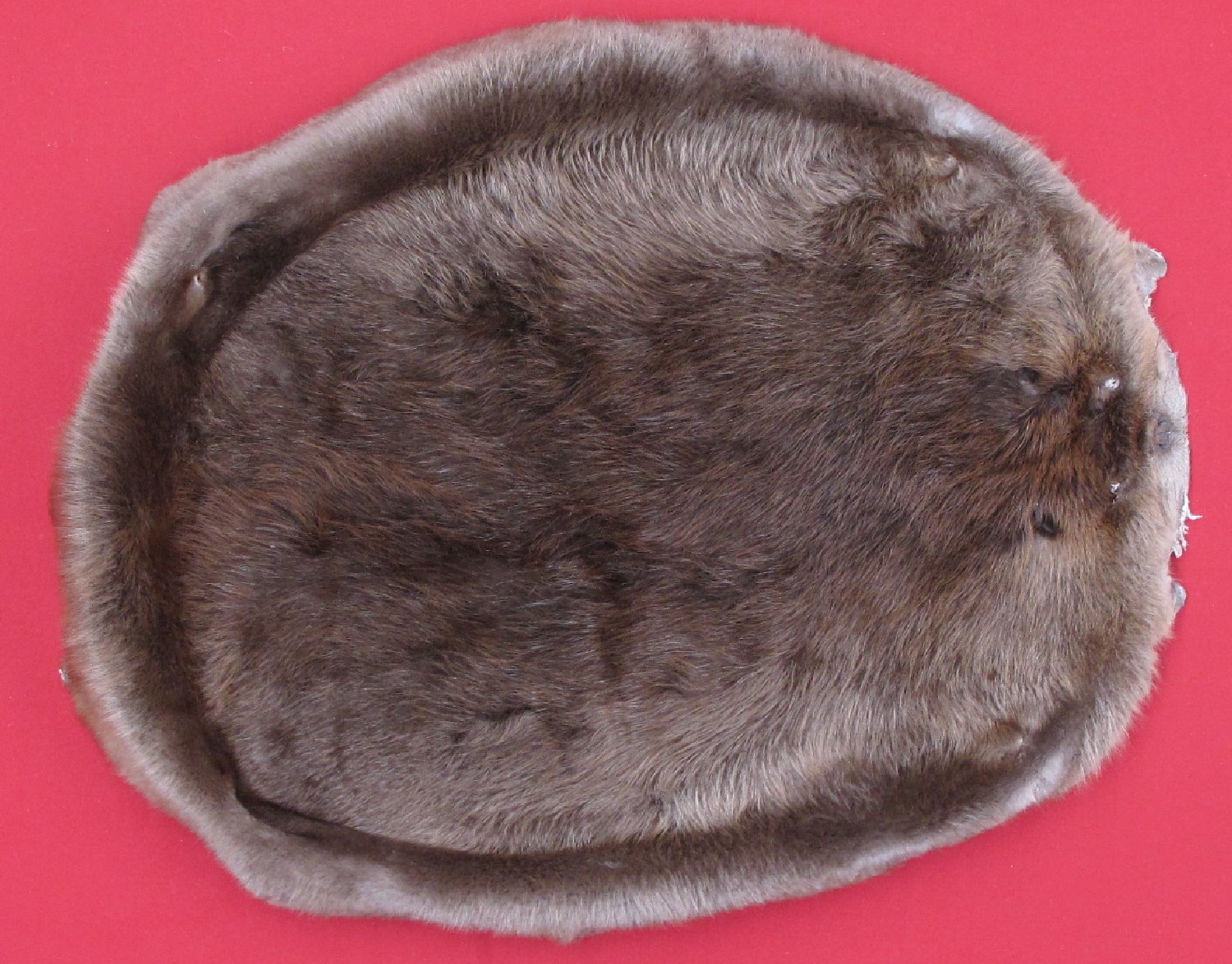 Tanned Furs : BEAVER - ROUND (6162-3003) : hideandfur.com