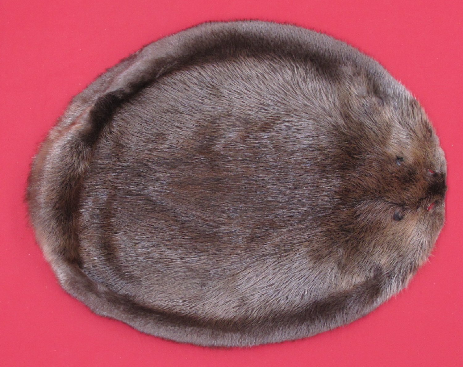 Tanned Furs : BEAVER - ROUND (6162-3006) : hideandfur.com