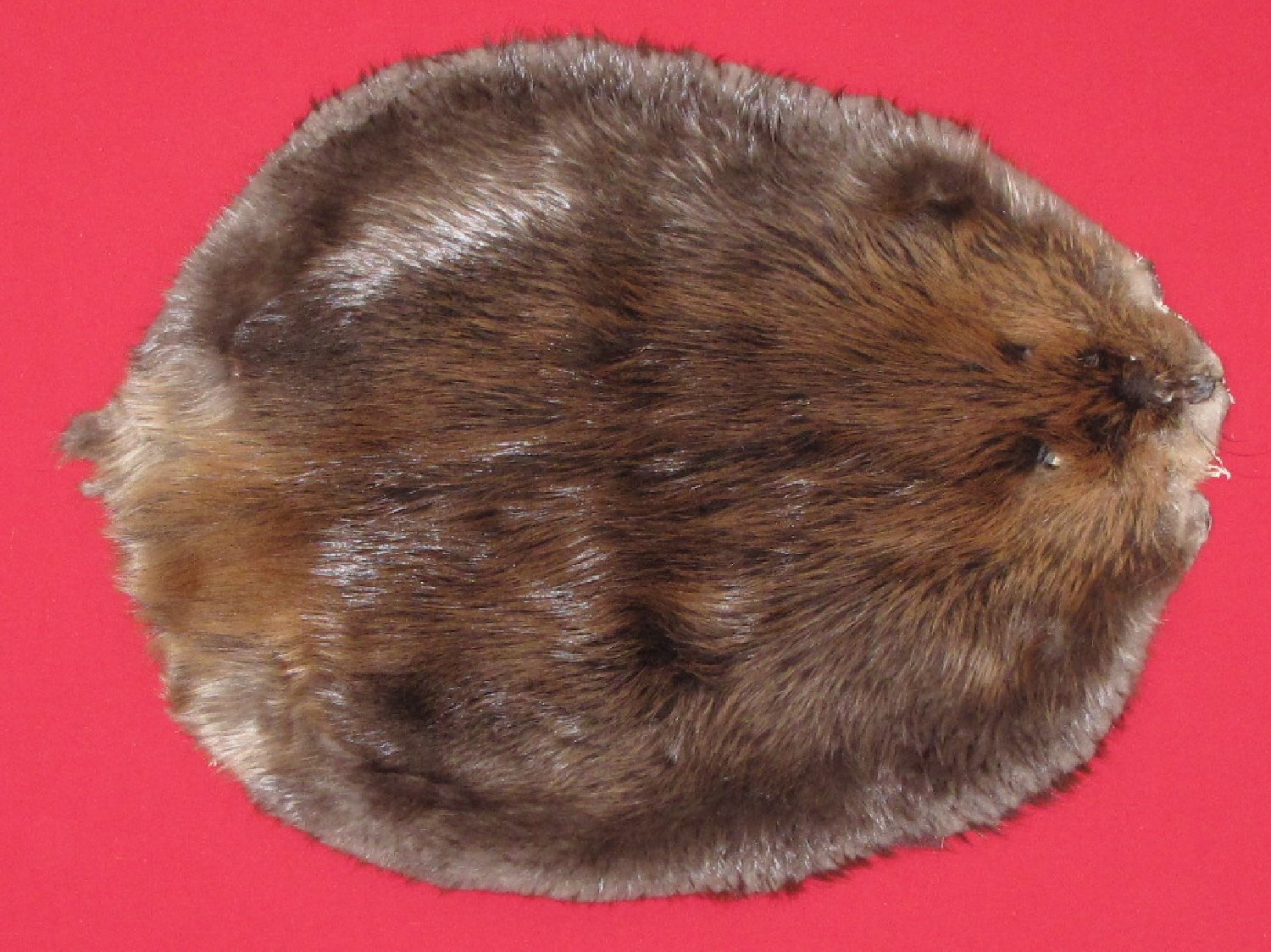 Tanned Furs : BEAVER - ROUND (6162-3018) : hideandfur.com