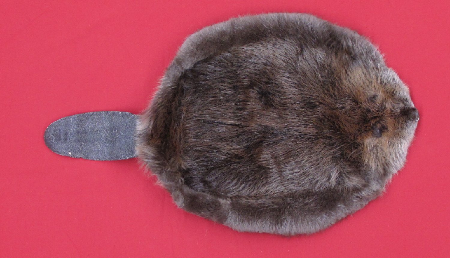 Tanned Furs : BEAVER - ROUND (6162-3028) : hideandfur.com