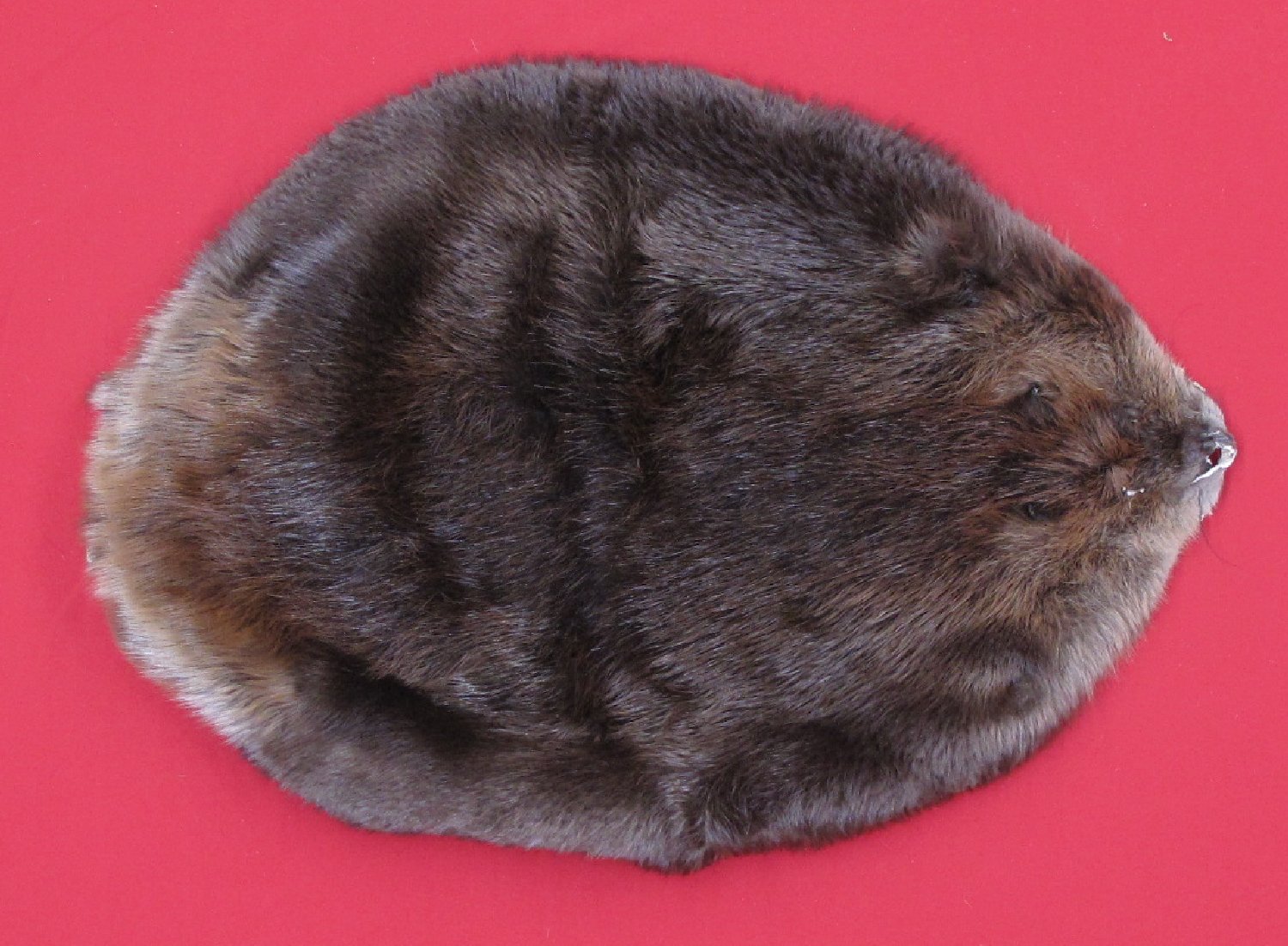 Tanned Furs : BEAVER - ROUND (6162-3029) : hideandfur.com