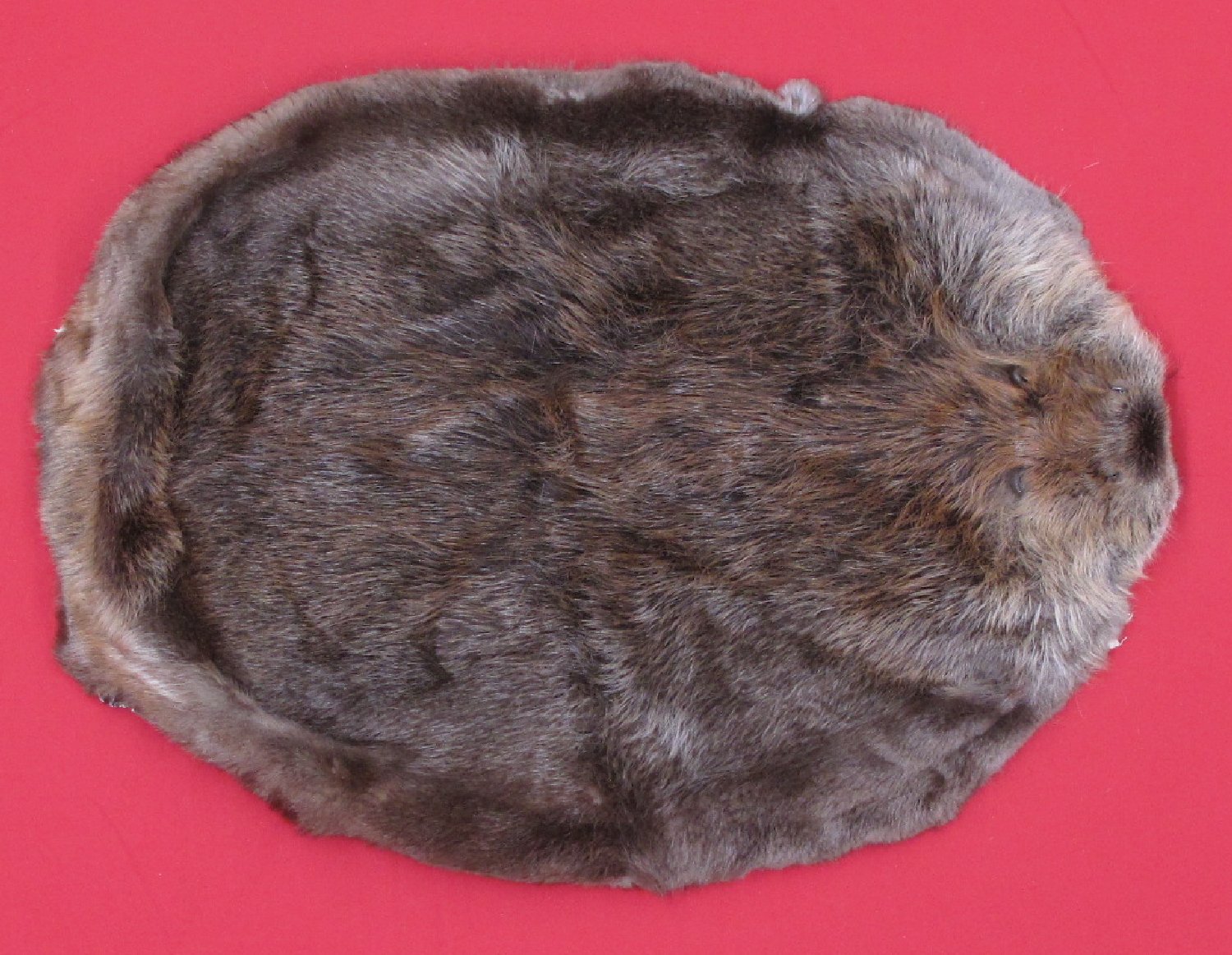 Tanned Furs : BEAVER - ROUND (6162-3031) : hideandfur.com
