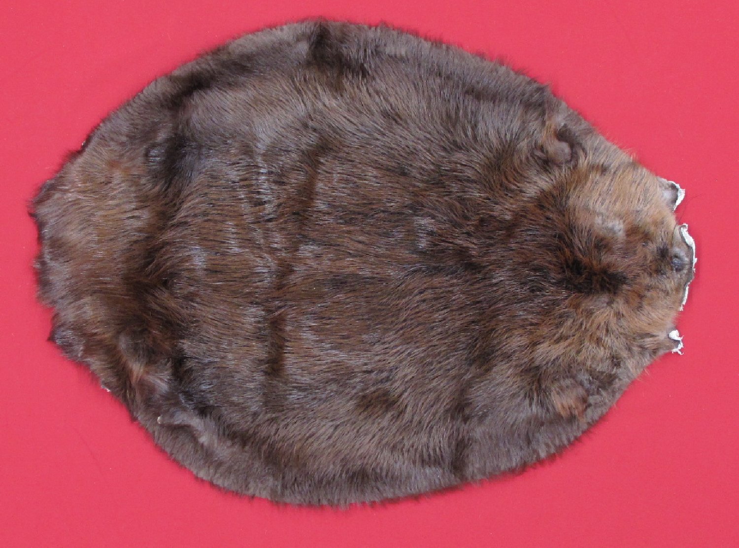 Tanned Furs : BEAVER - ROUND (6162-3032) : hideandfur.com