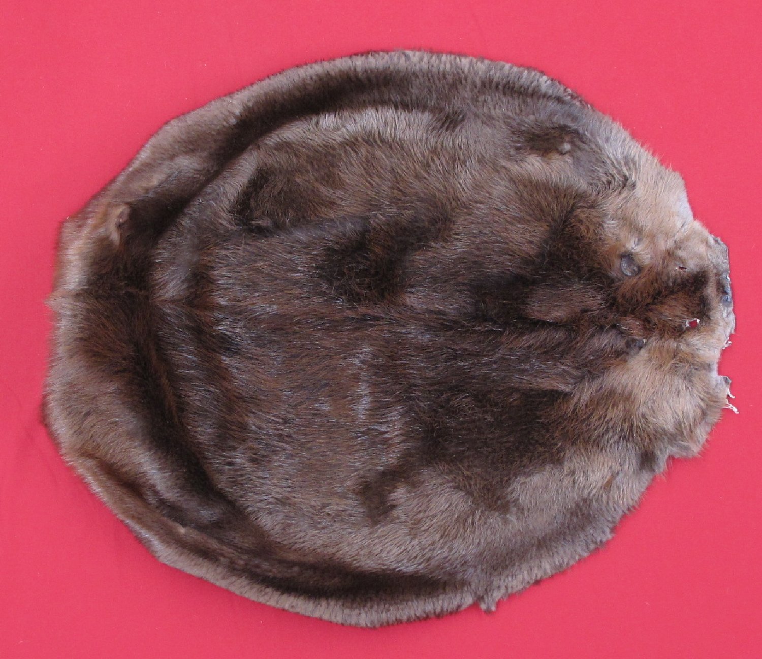 Tanned Furs : BEAVER - ROUND (6162-3041) : hideandfur.com