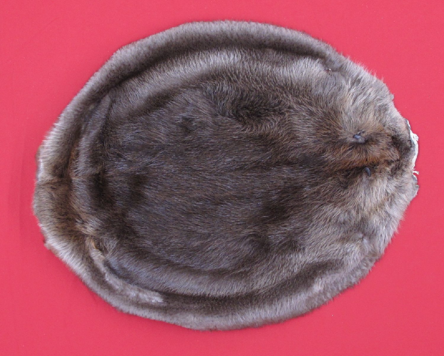 Tanned Furs : BEAVER - ROUND (6162-3042) : hideandfur.com