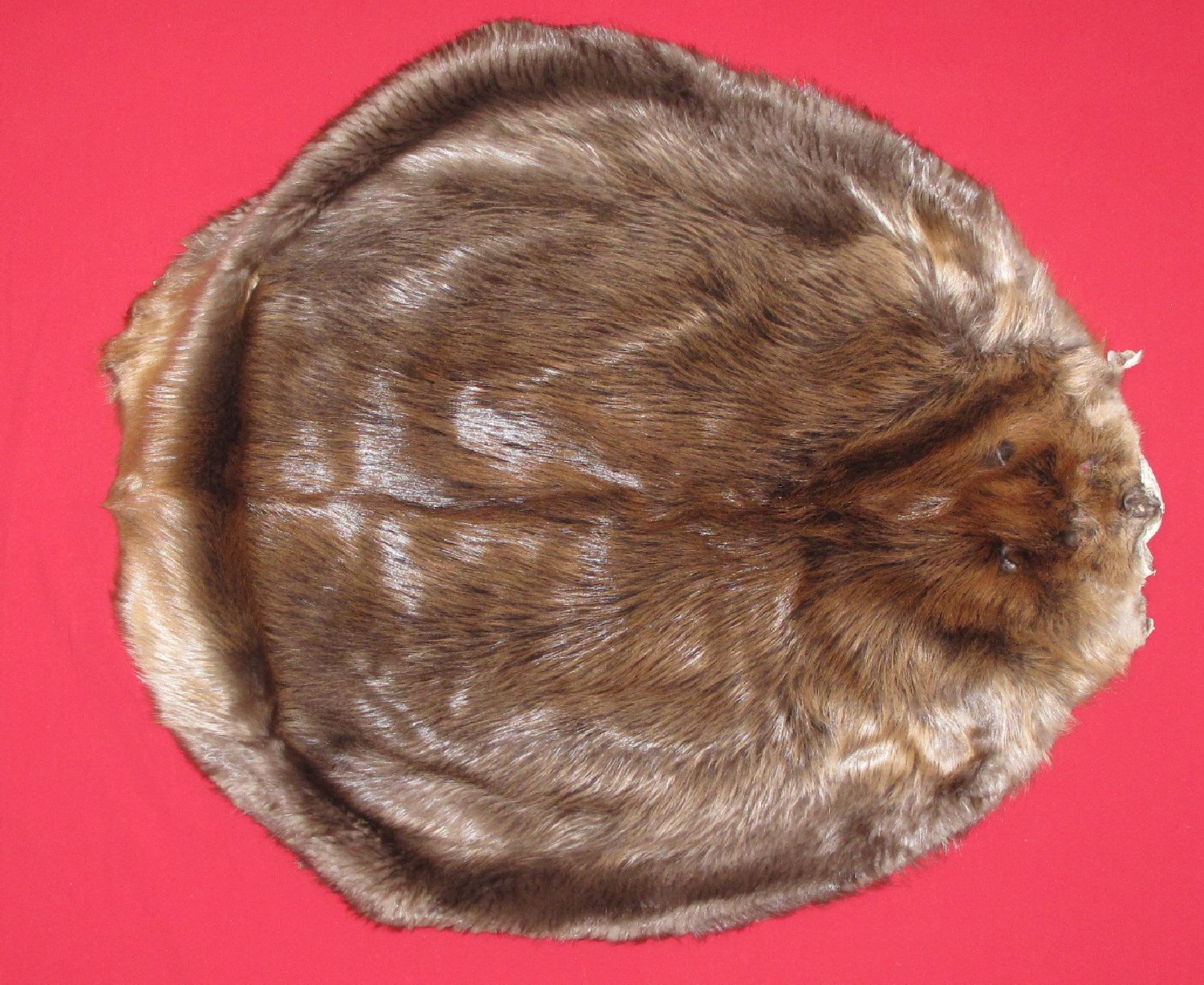 Tanned Furs : BEAVER - ROUND (6162-3052) : hideandfur.com