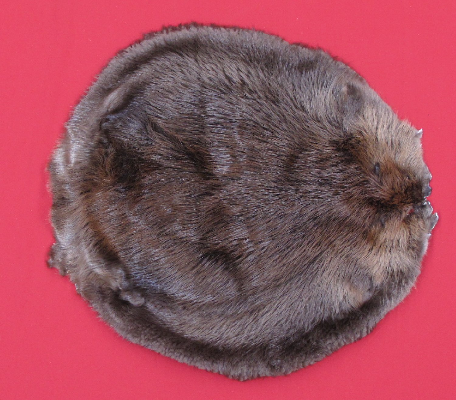 Tanned Furs : BEAVER - ROUND (6162-3063) : hideandfur.com