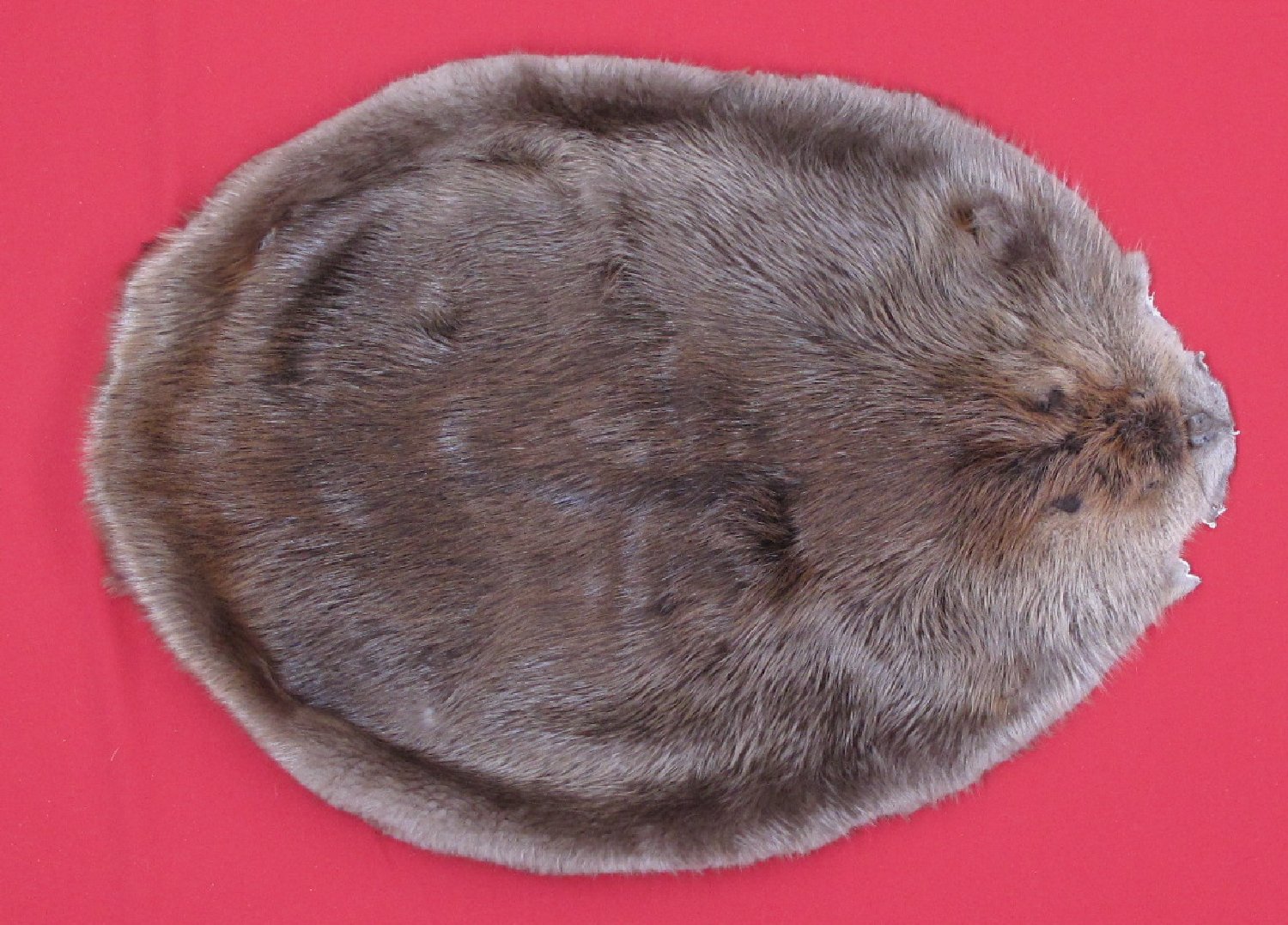 Tanned Furs : BEAVER - ROUND (6162-3065) : hideandfur.com