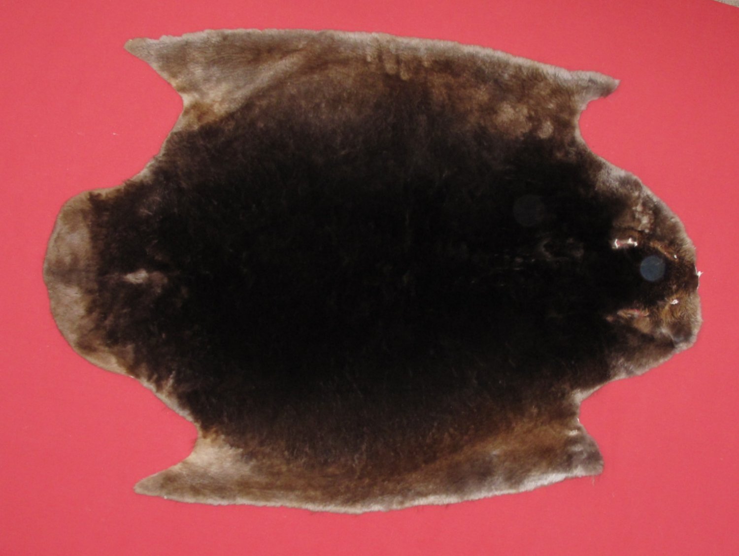 Tanned Furs : BEAVER - PLUCKED AND SHEARED (6163-0315) : hideandfur.com