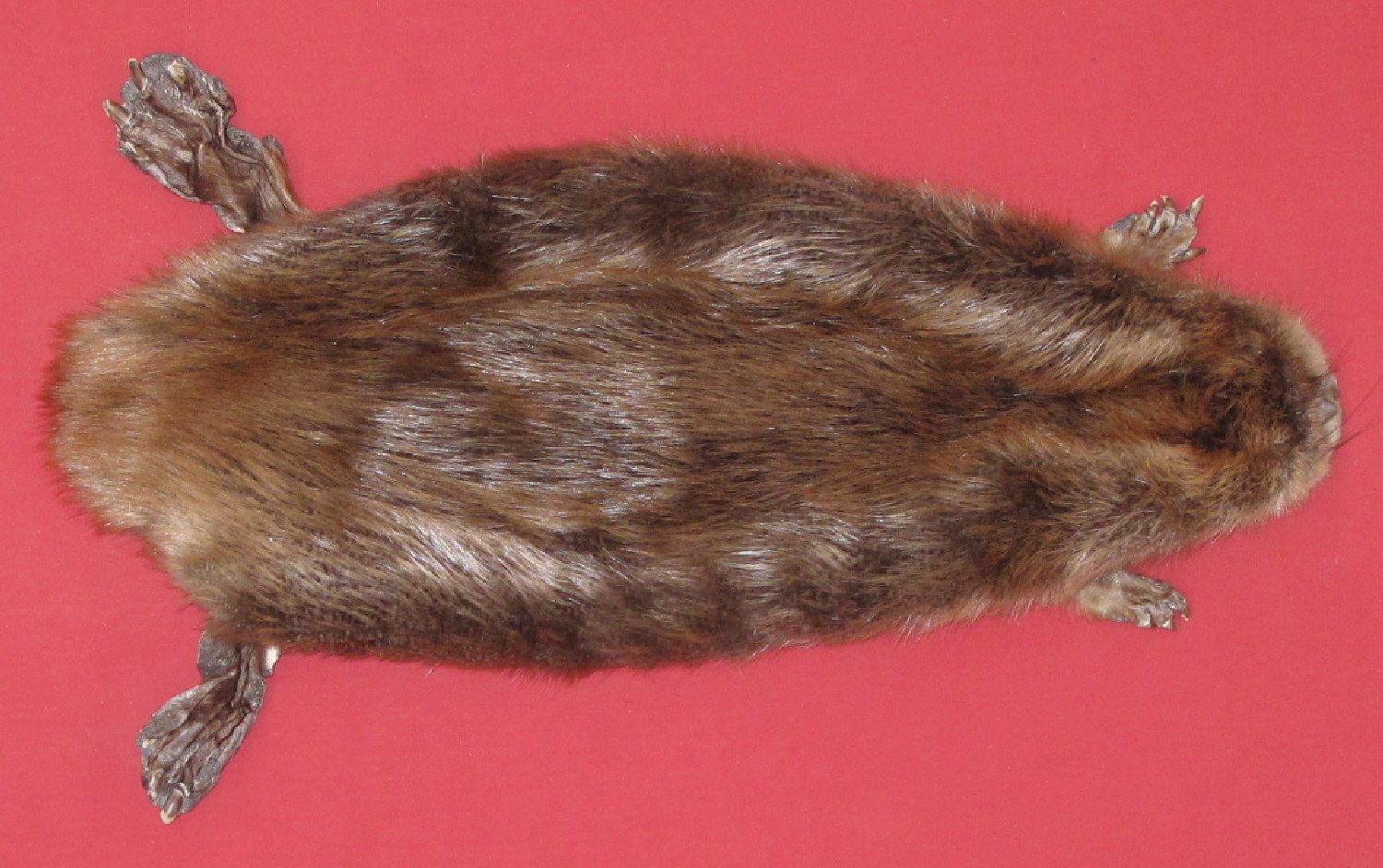 Tanned Furs : BEAVER - TAXIDERMY QUALITY (6164-0203) : hideandfur.com