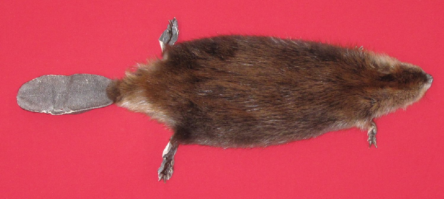 Tanned Furs : BEAVER - TAXIDERMY QUALITY (6164-0204) : hideandfur.com
