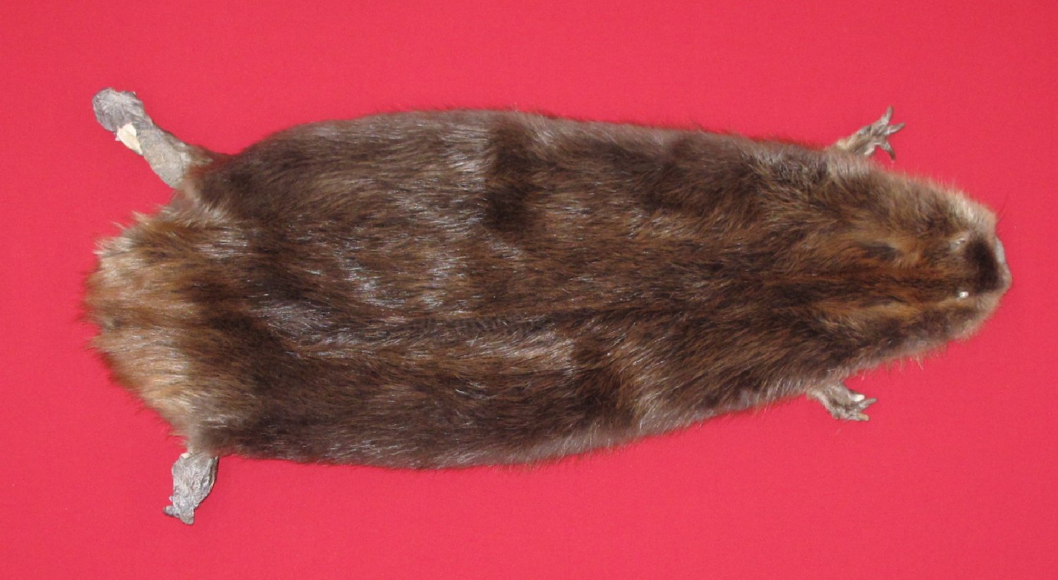 Tanned Furs : BEAVER - TAXIDERMY QUALITY (6164-0206) : hideandfur.com