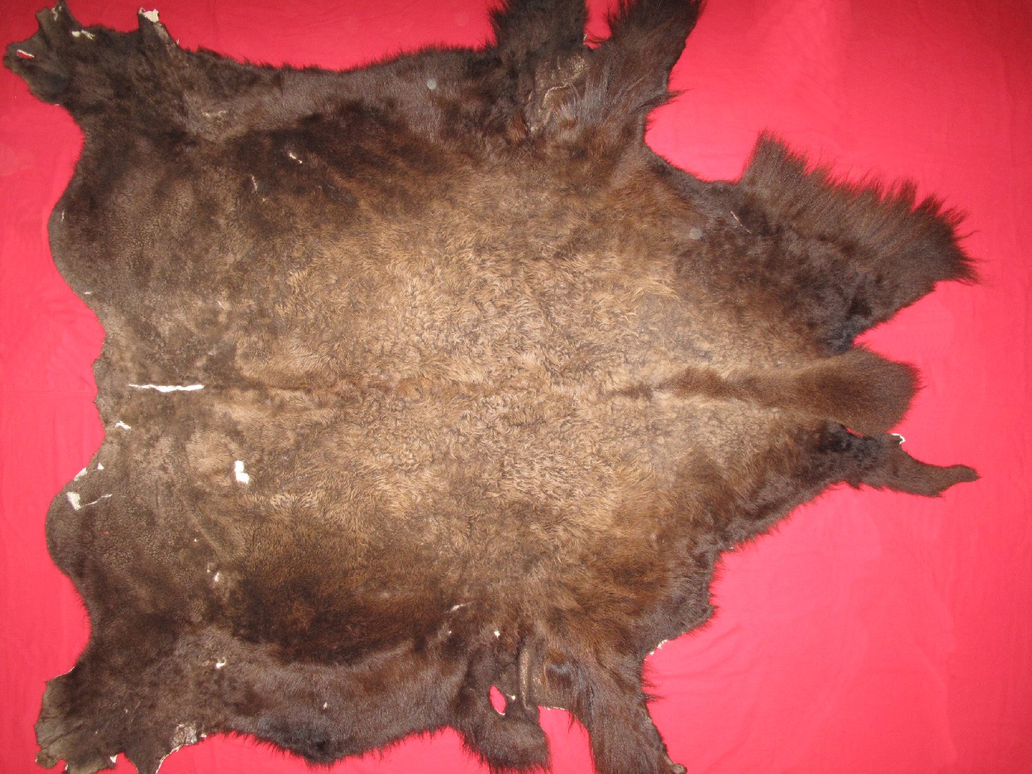 Tanned Furs : BUFFALO (6200-0179) : hideandfur.com