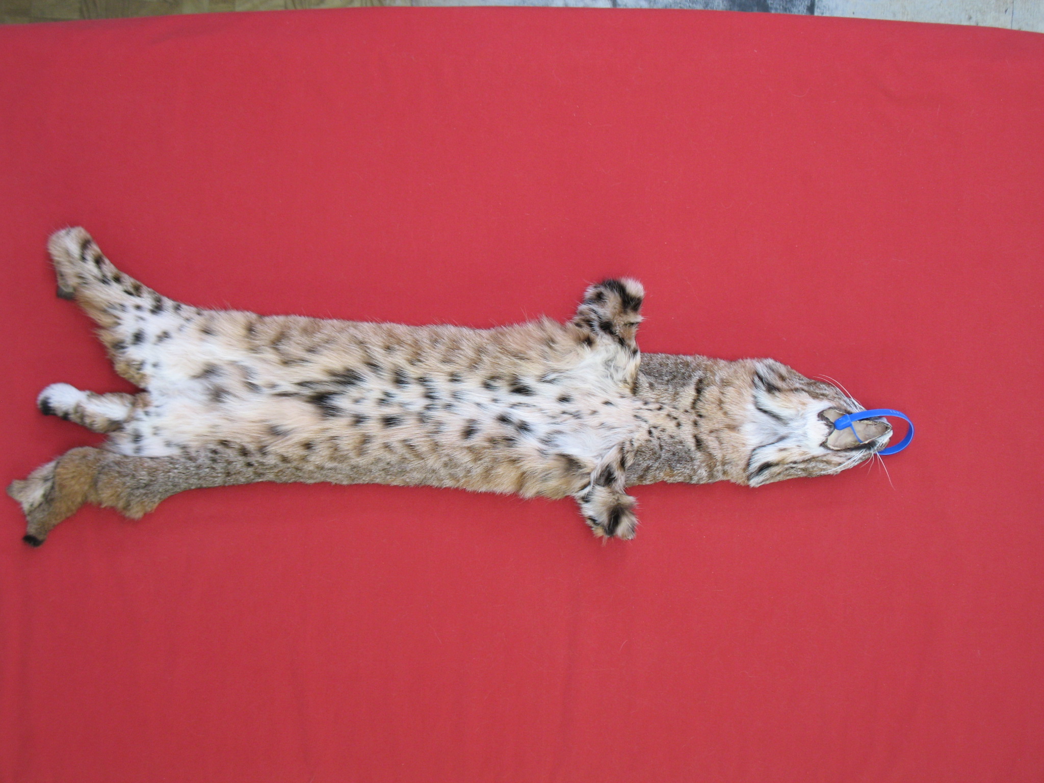 Tanned Furs : BOBCAT (6205-0867) : hideandfur.com
