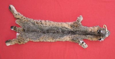 Tanned Furs : BOBCAT (6205-0915) : hideandfur.com