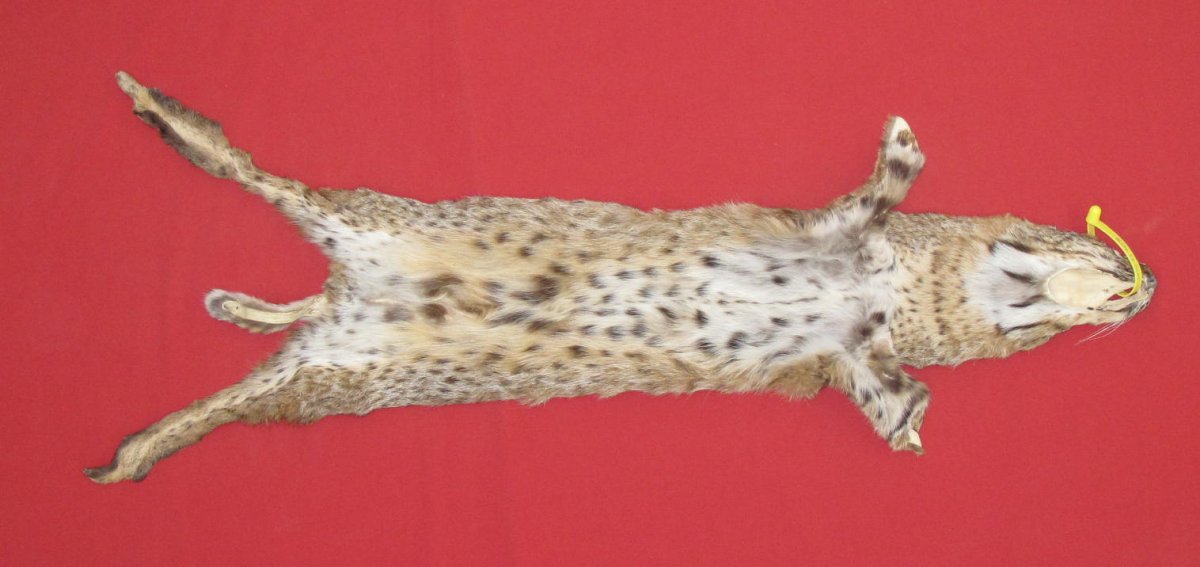Tanned Furs : BOBCAT (6205-1015) : hideandfur.com