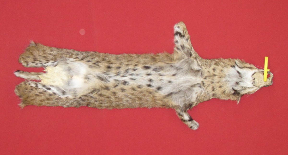 Tanned Furs : BOBCAT (6205-1018) : hideandfur.com