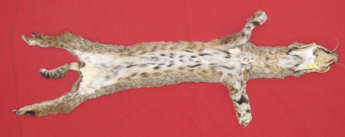 Tanned Furs : BOBCAT (6205-1038) : hideandfur.com