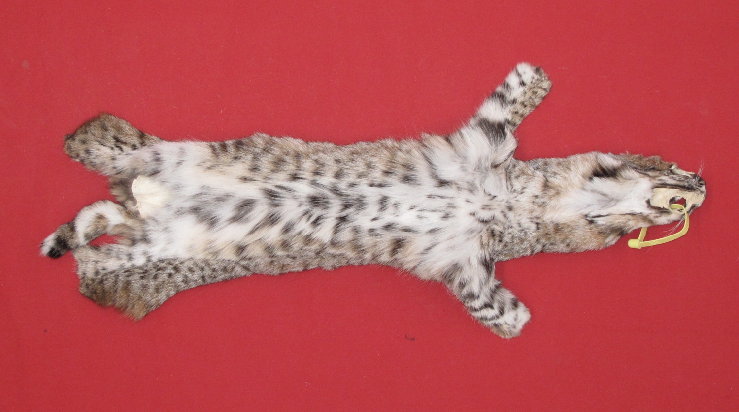 Tanned Furs : BOBCAT (6205-1178) : hideandfur.com