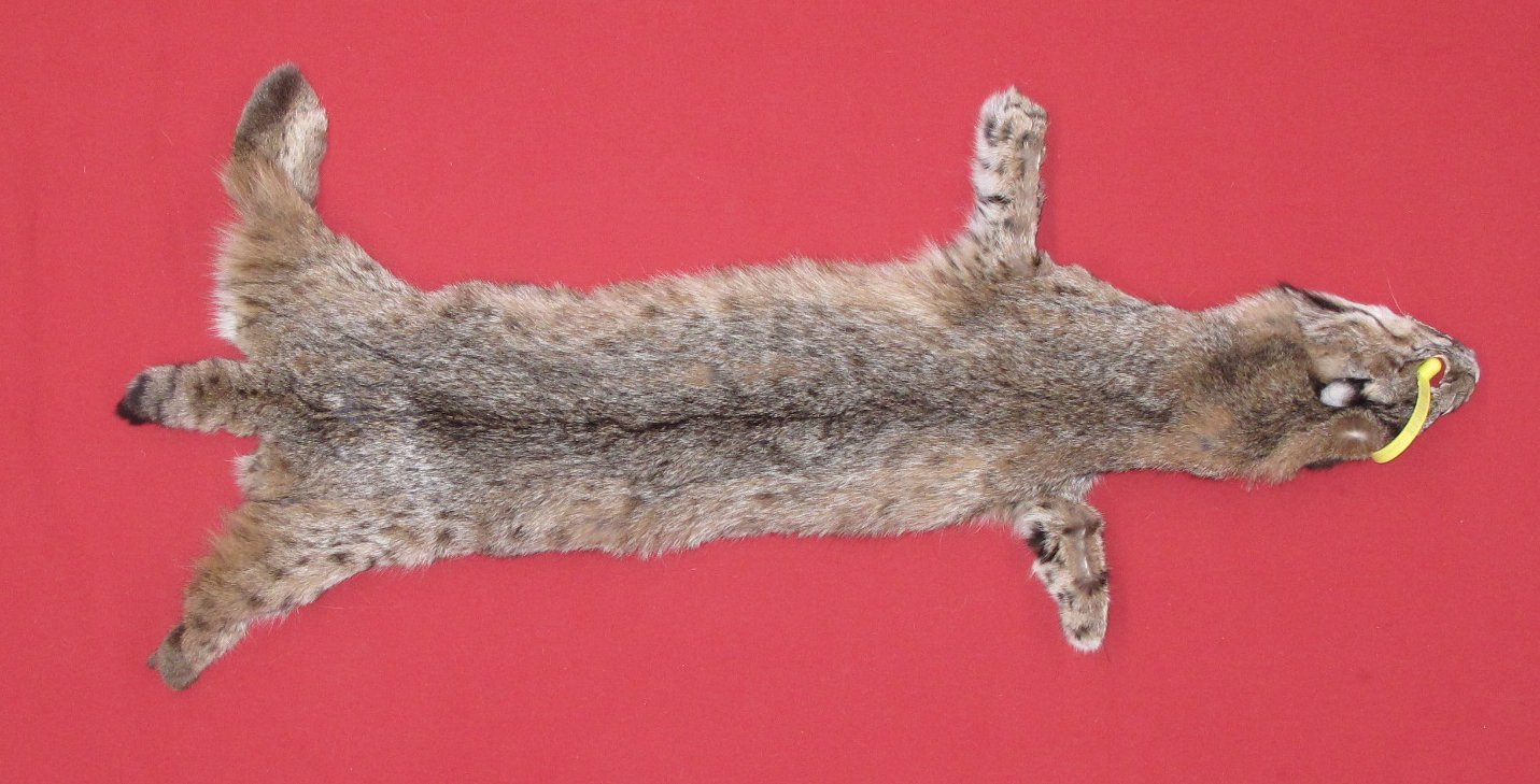 Tanned Furs : BOBCAT (6205-1215) : hideandfur.com