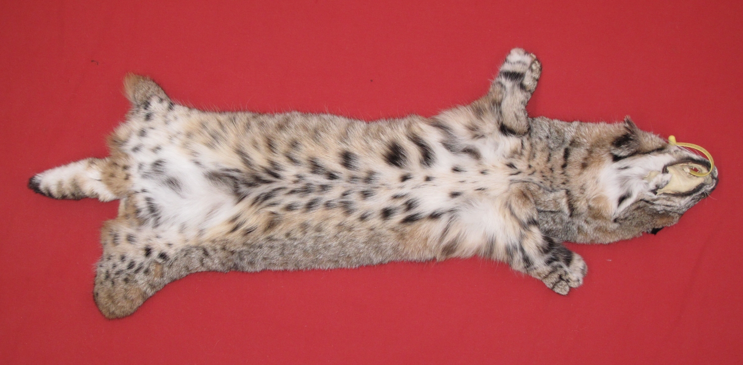 Tanned Furs : BOBCAT (6205-1238) : hideandfur.com