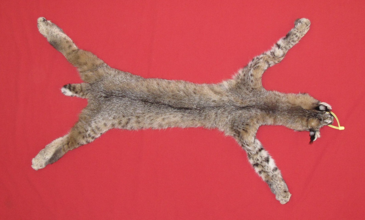 Tanned Furs : BOBCAT - TAXIDERMY QUALITY (6207-0227) : hideandfur.com