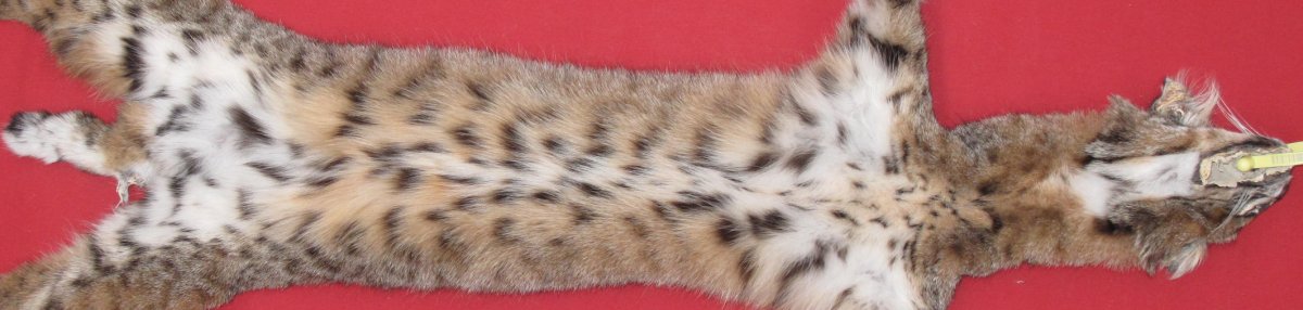 Tanned Furs : BOBCAT - TAXIDERMY QUALITY (6207-0233) : hideandfur.com