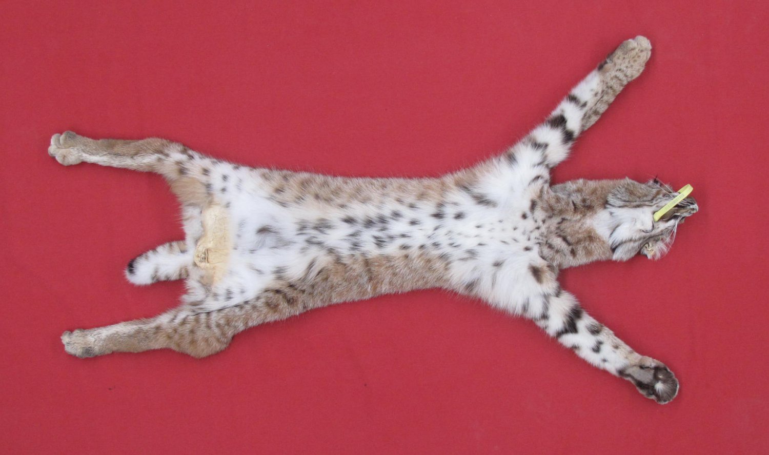 Tanned Furs : BOBCAT - TAXIDERMY QUALITY (6207-0240) : hideandfur.com