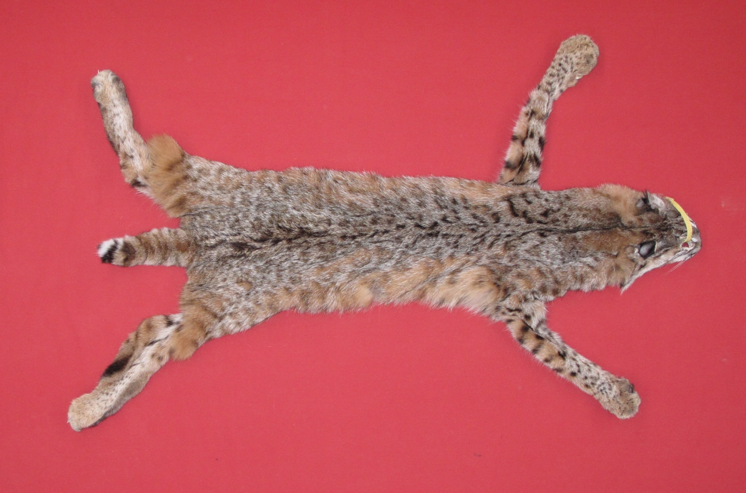 Tanned Furs : BOBCAT - TAXIDERMY QUALITY (6207-0303) : hideandfur.com