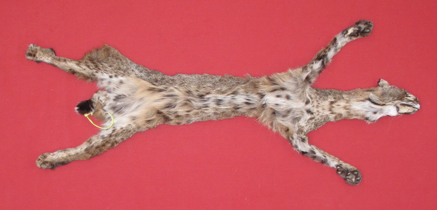Tanned Furs : BOBCAT - TAXIDERMY QUALITY (6207-0345) : hideandfur.com