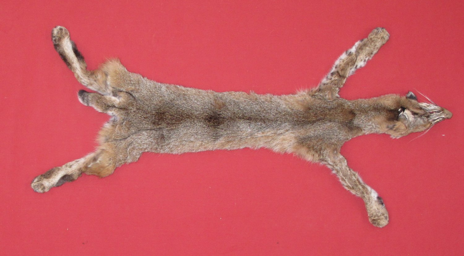 Tanned Furs : BOBCAT - TAXIDERMY QUALITY (6207-0346) : hideandfur.com