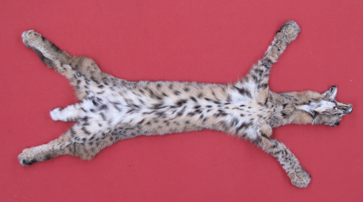 Tanned Furs : BOBCAT - TAXIDERMY QUALITY (6207-0348) : hideandfur.com